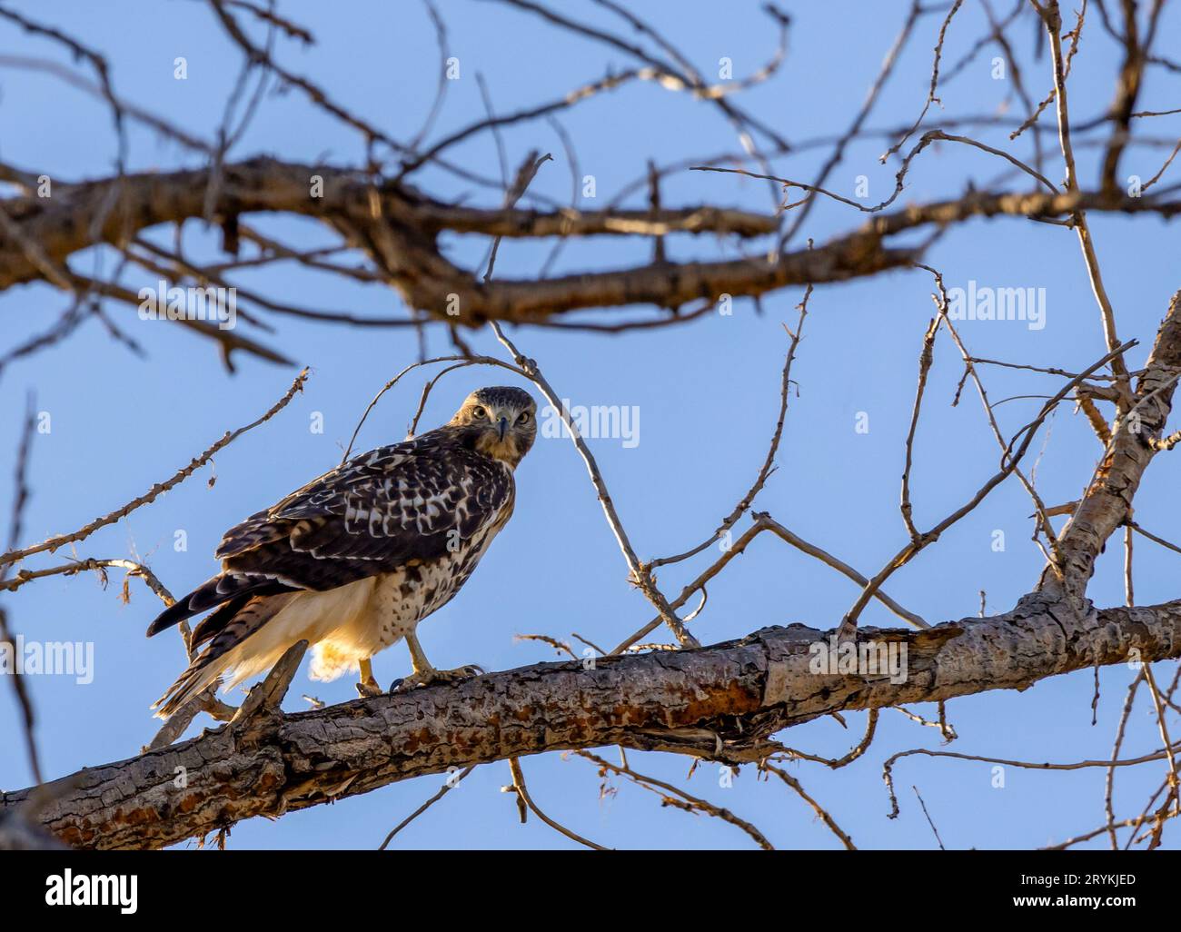 Red-Tailed Hawk Sitting in a Tree at the Rocky Mountain Arsenal in ...