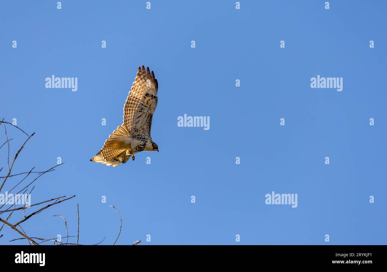 Red-Tailed Hawk Flying against the sky at the Rocky Mountain Arsenal in ...