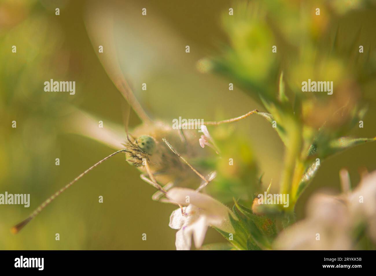 Front view of a butterfly head on a flower, with visible light wings ...
