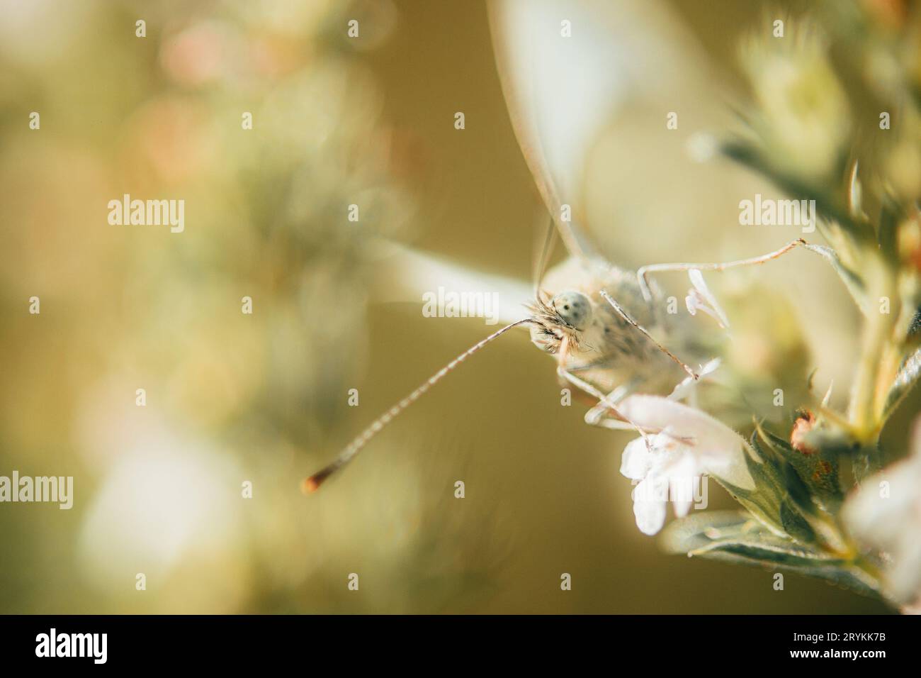 Front view of a butterfly head on a flower, with visible light wings ...