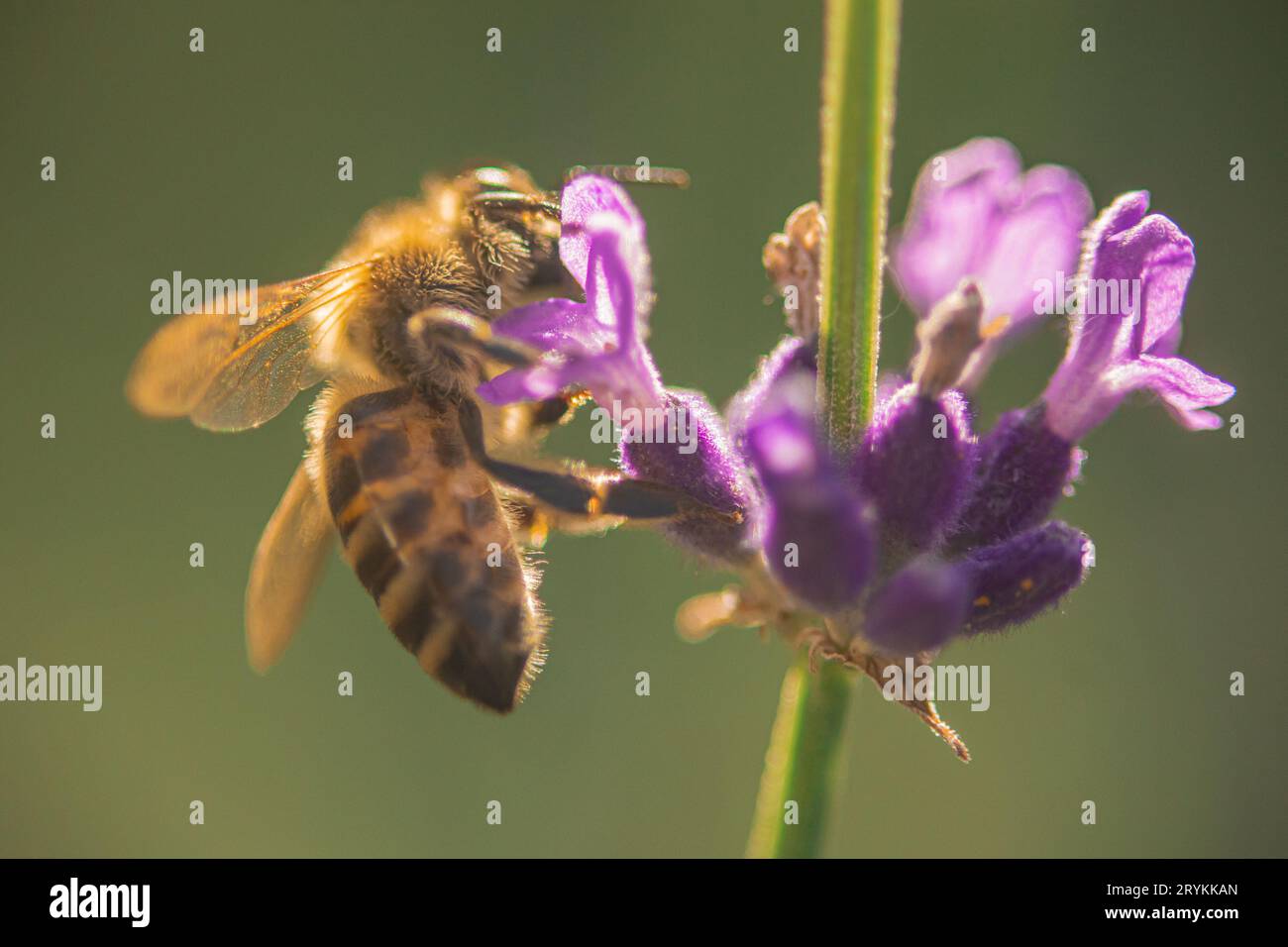 Side view of a common bee feeding with nectar from a lavender flower ...