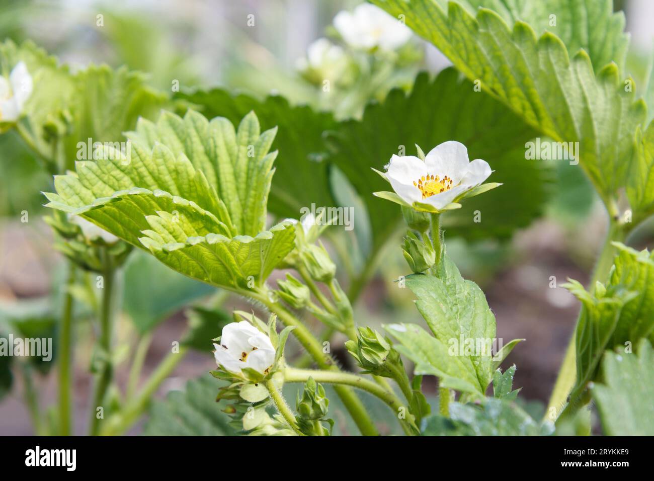 Strawberry flower bushes hi-res stock photography and images - Alamy