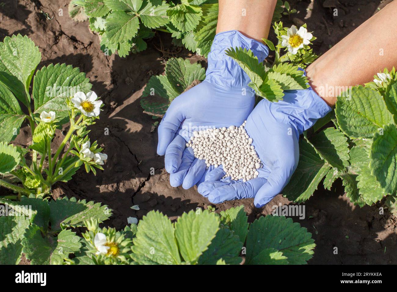 Farmer hands in rubber gloves giving chemical fertilizer to the young ...