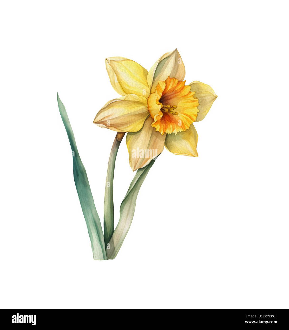 Daffodil flower illustration drawing Cut Out Stock Images & Pictures ...