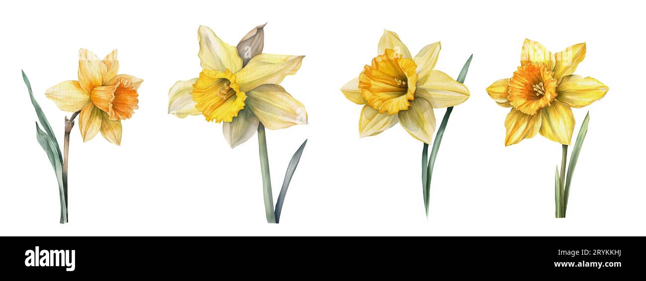 Watercolor yellow flower hi-res stock photography and images - Alamy