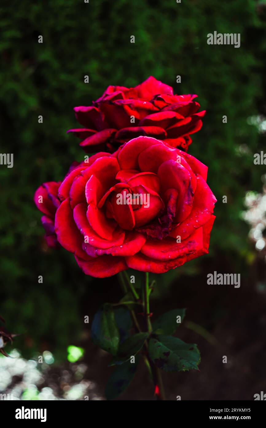 Bokeh romance hi-res stock photography and images - Alamy