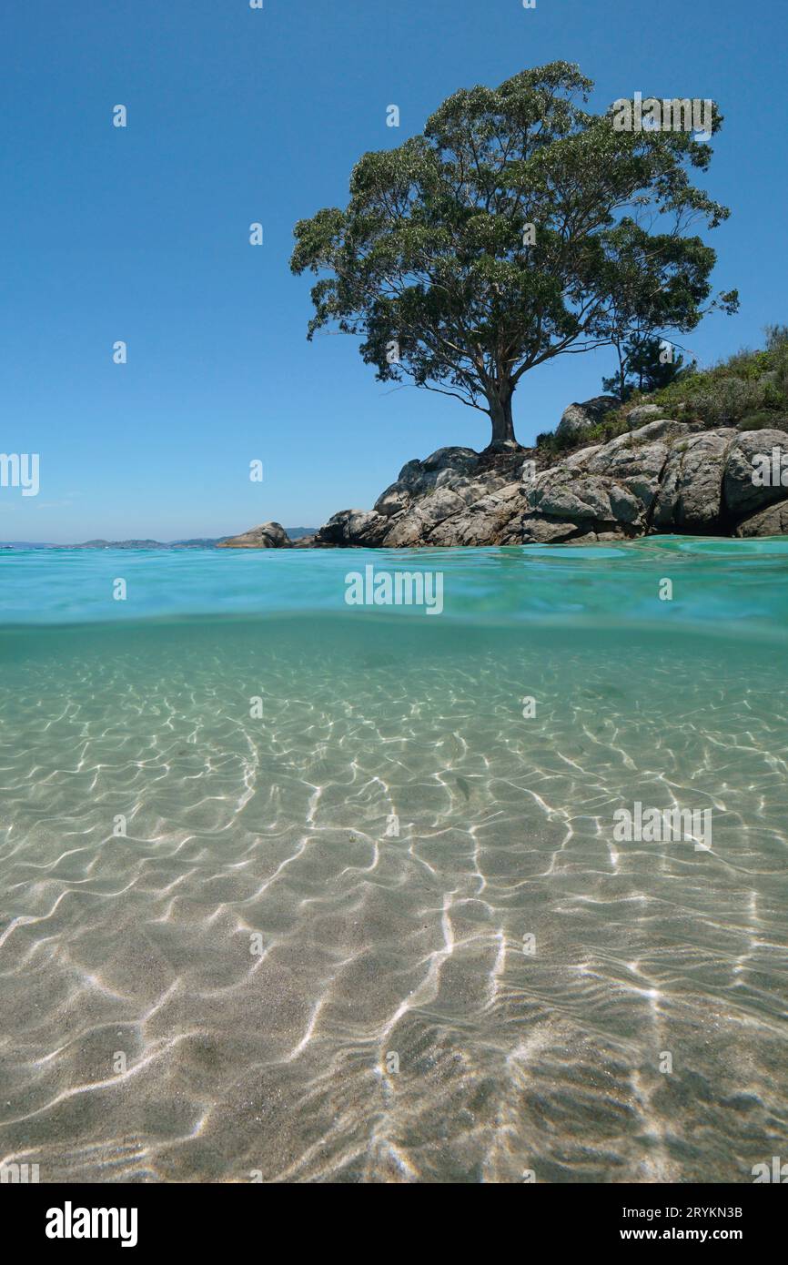 Atlantic tree hi-res stock photography and images - Alamy