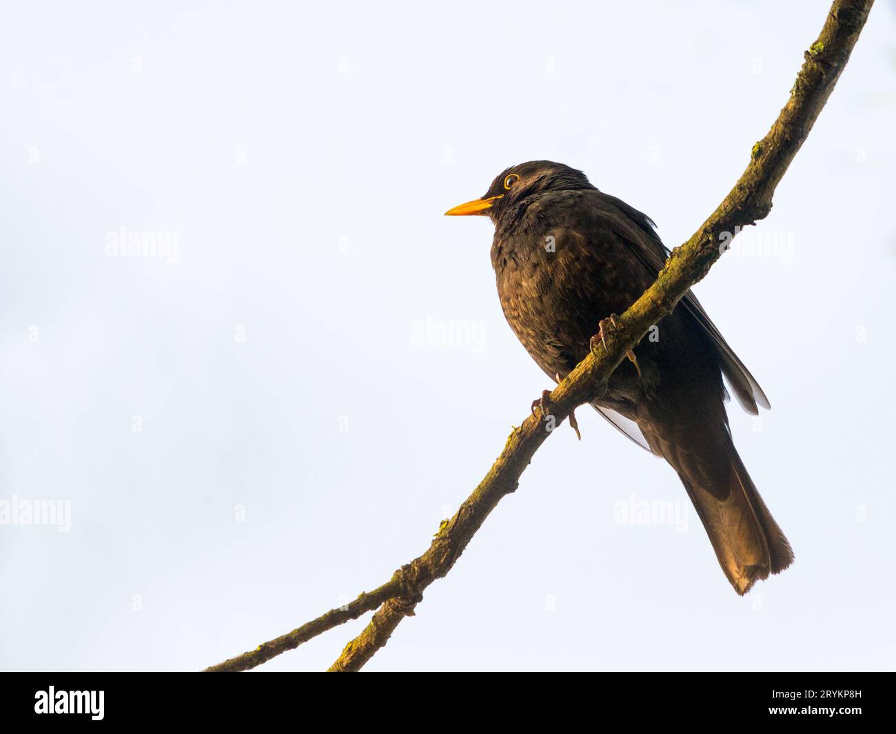 Common blackbird looking on branch in summer nature Stock Photo - Alamy
