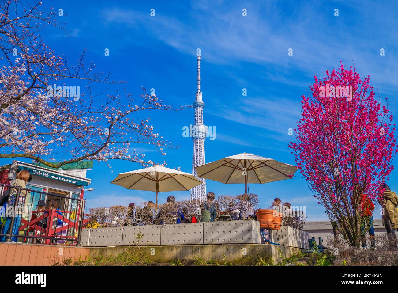 Tokyo sumida park cherry blossoms hi-res stock photography and images ...