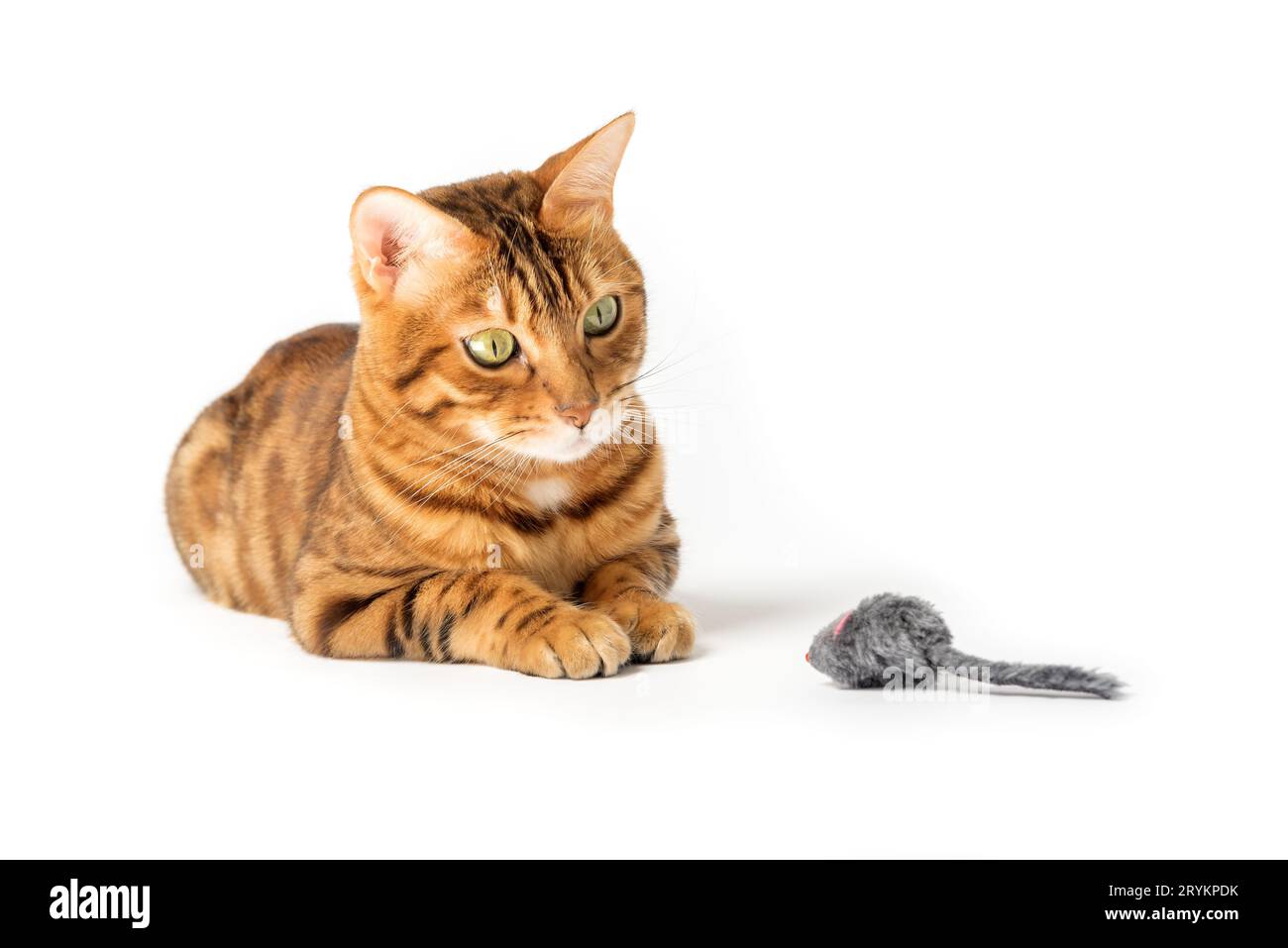 Red domestic cat plays with a toy mouse Stock Photo - Alamy