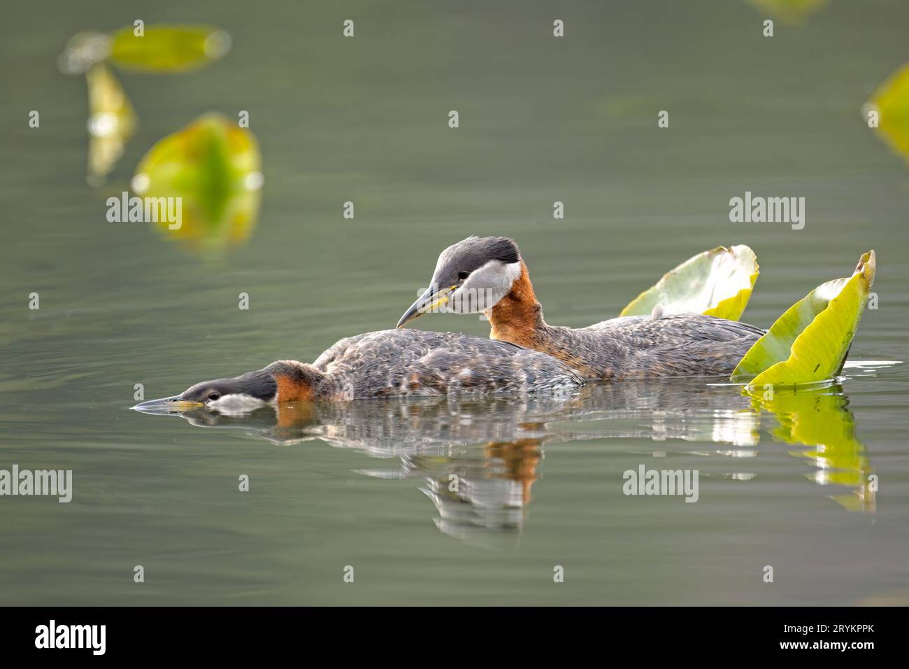 Couple mating hi-res stock photography and images - Alamy