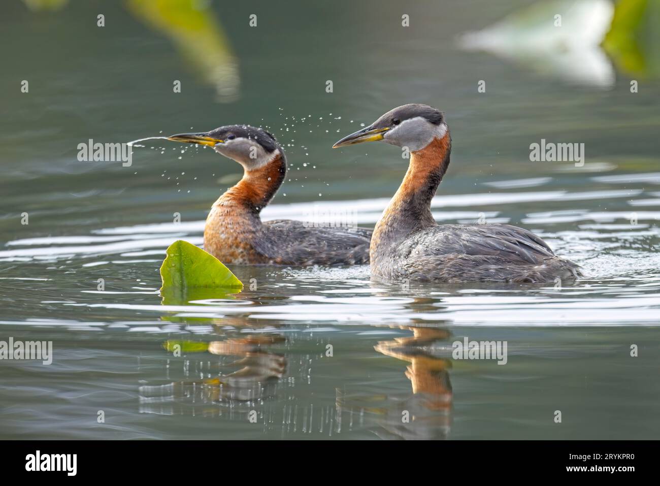Finished display hi-res stock photography and images - Alamy