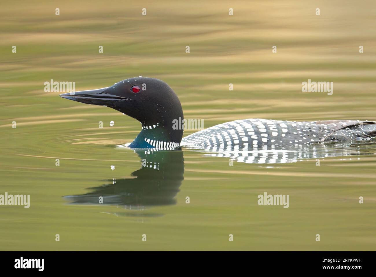 Blackbilled loon hi-res stock photography and images - Alamy