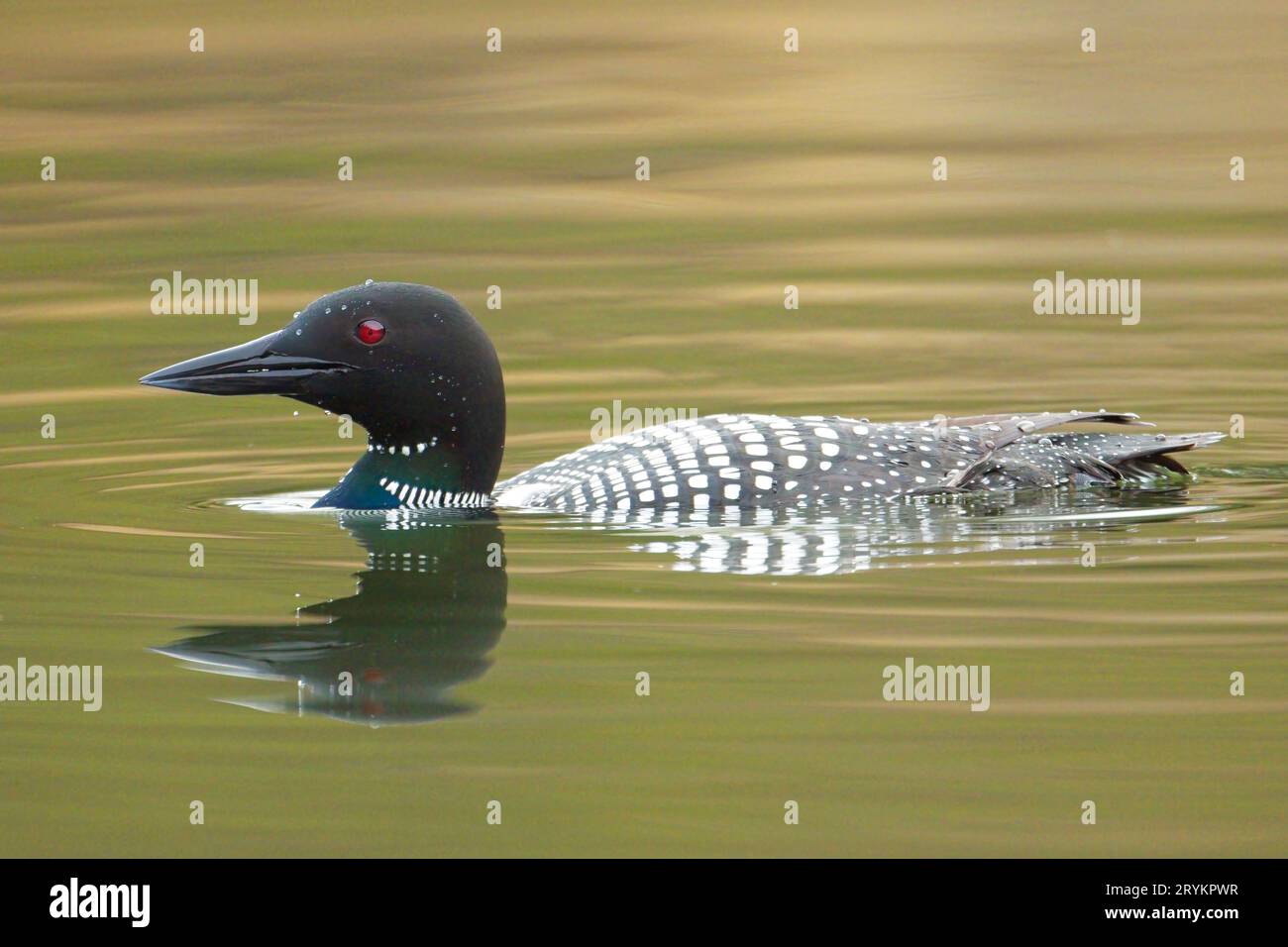 Lesser loons hi-res stock photography and images - Alamy