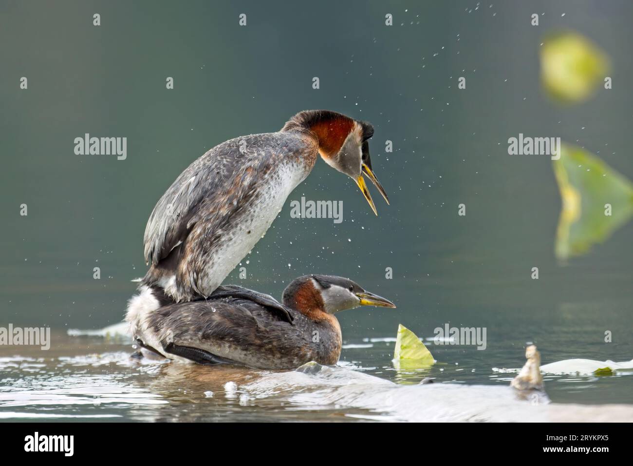 Couple mating hi-res stock photography and images - Alamy