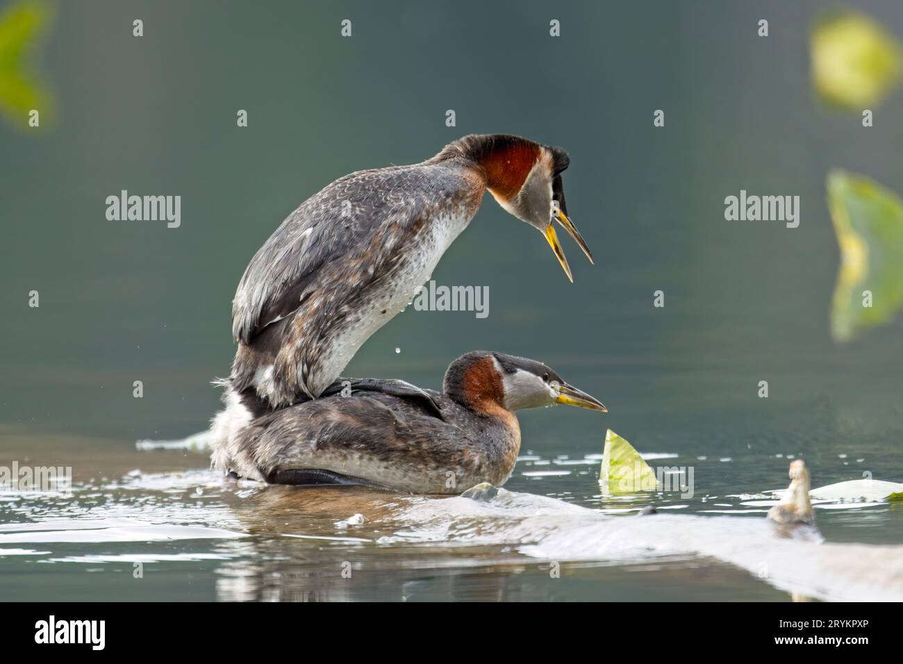 Female red necked grebe hi-res stock photography and images - Alamy