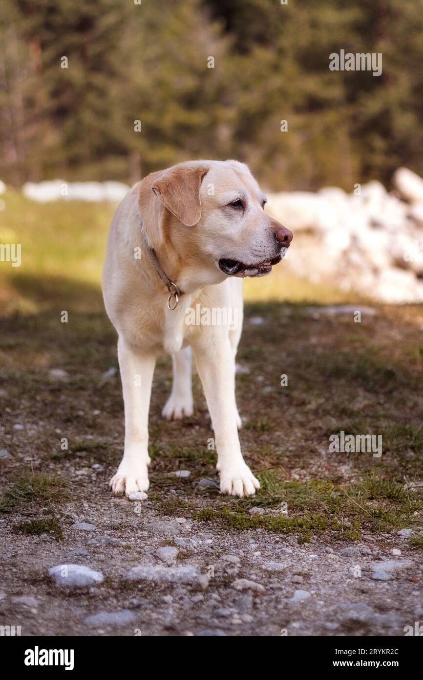 Happy cute dog standing hi-res stock photography and images - Alamy