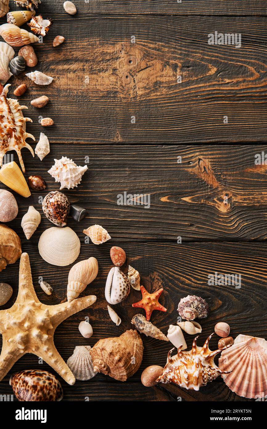 Beautiful Shells Wallpaper