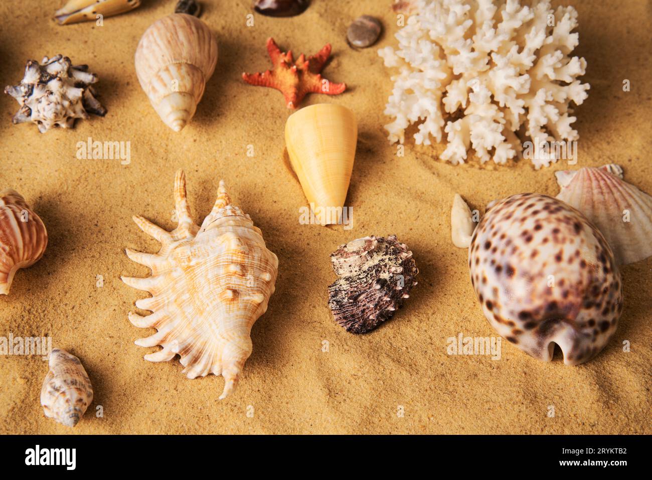 Collection of different seashells and starfish on sandy beach ...