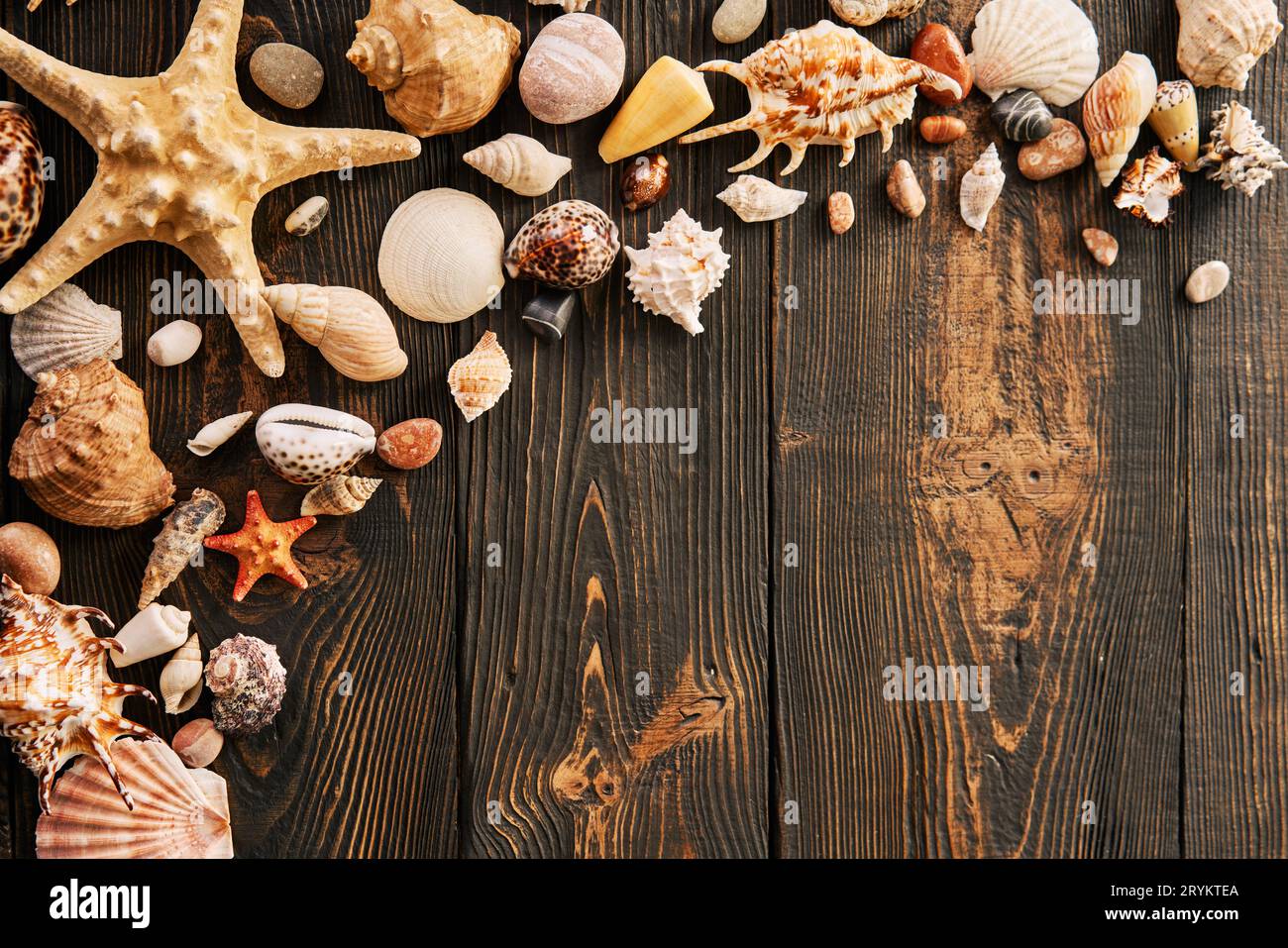 Beautiful Shells Wallpaper