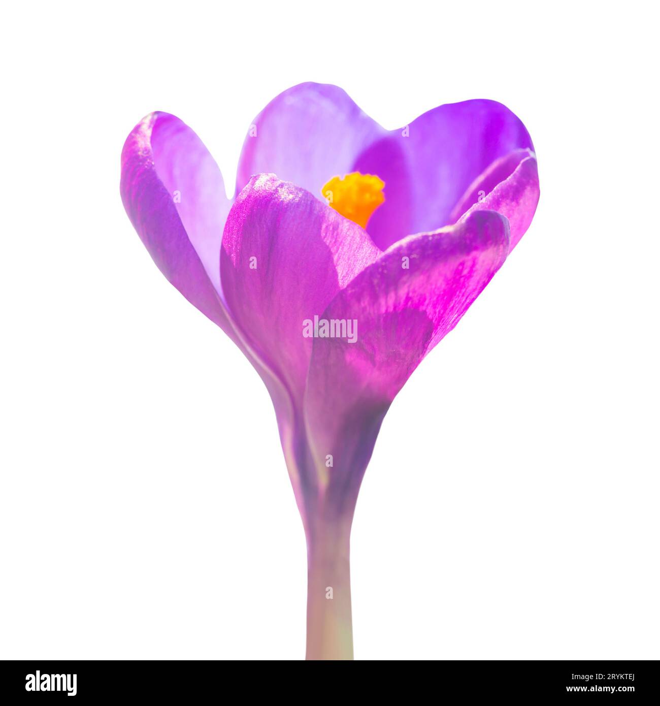 Elegant crocus spring flower hi-res stock photography and images - Alamy