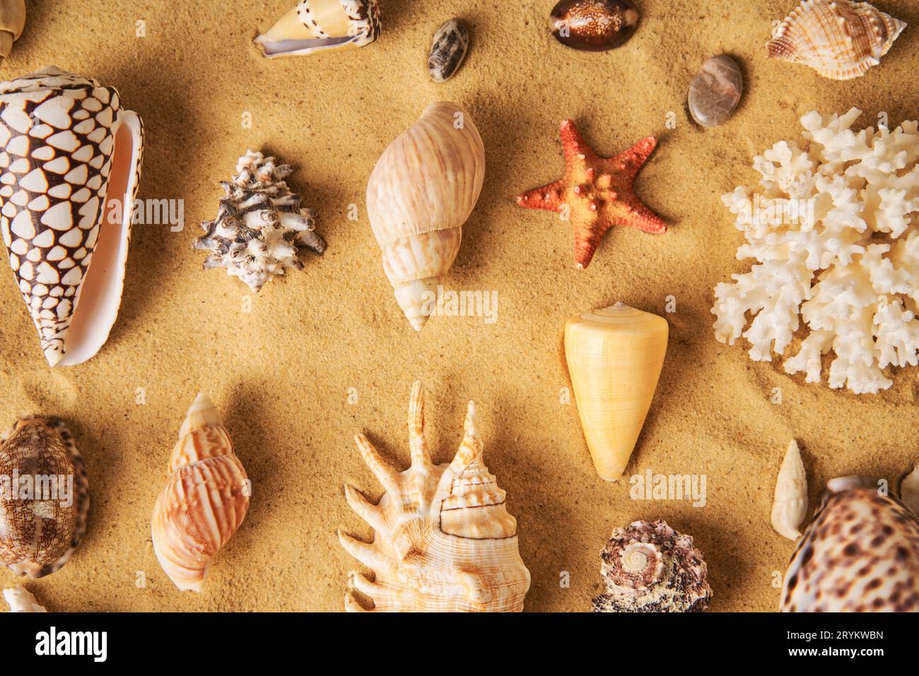 Collection of different seashells and starfish on sandy beach ...