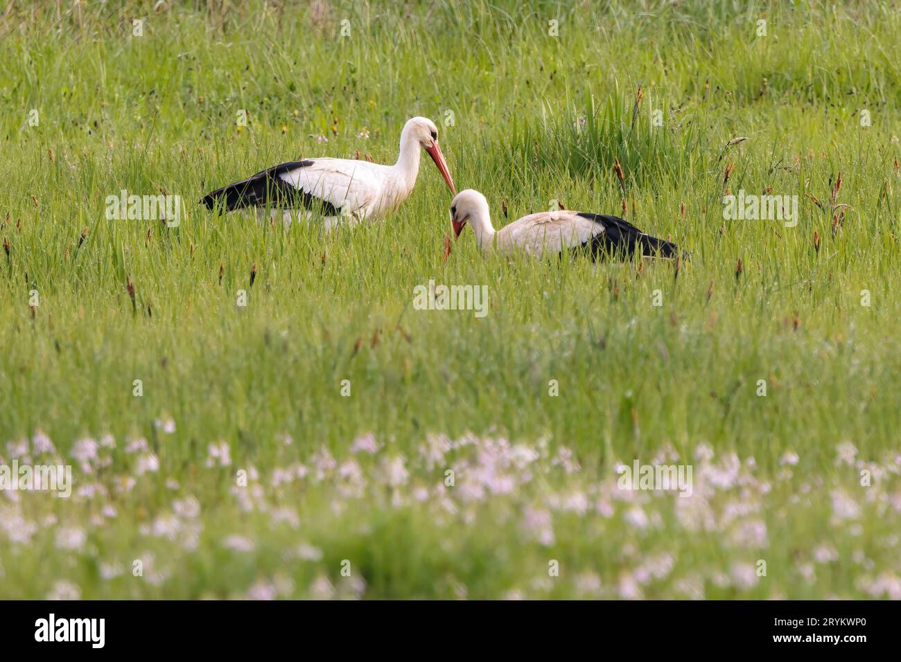 White stork in flowers hi-res stock photography and images - Alamy