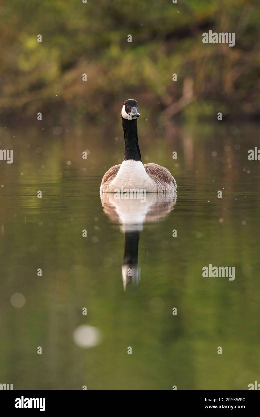 Beautiful canada goose resting on a lake during sunny day Stock Photo ...