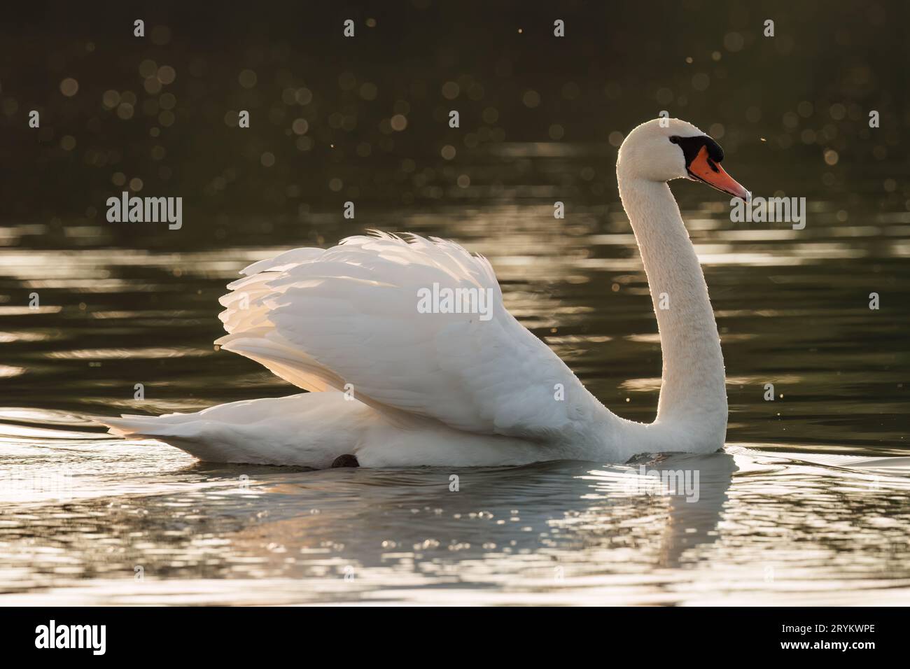 Resting swan hi-res stock photography and images - Alamy