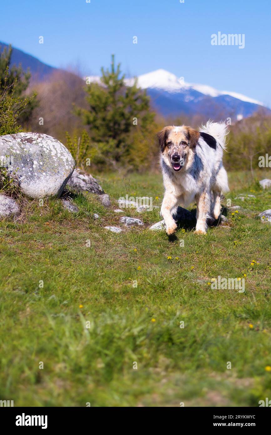 Happy big dog running in the park, springtime Stock Photo - Alamy