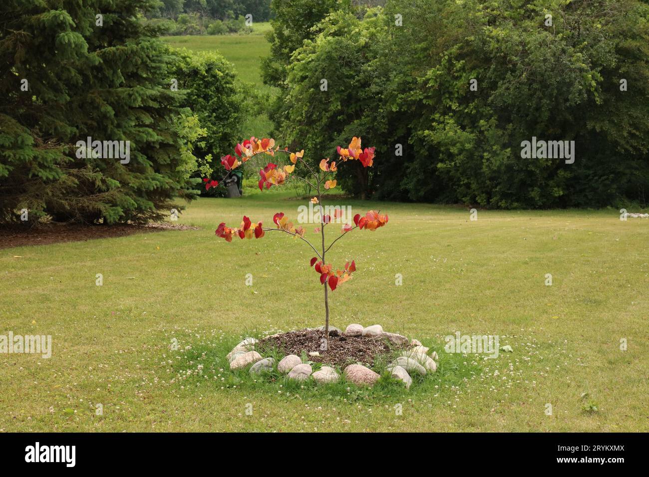 Cercis canadensis flame thrower hi-res stock photography and images - Alamy