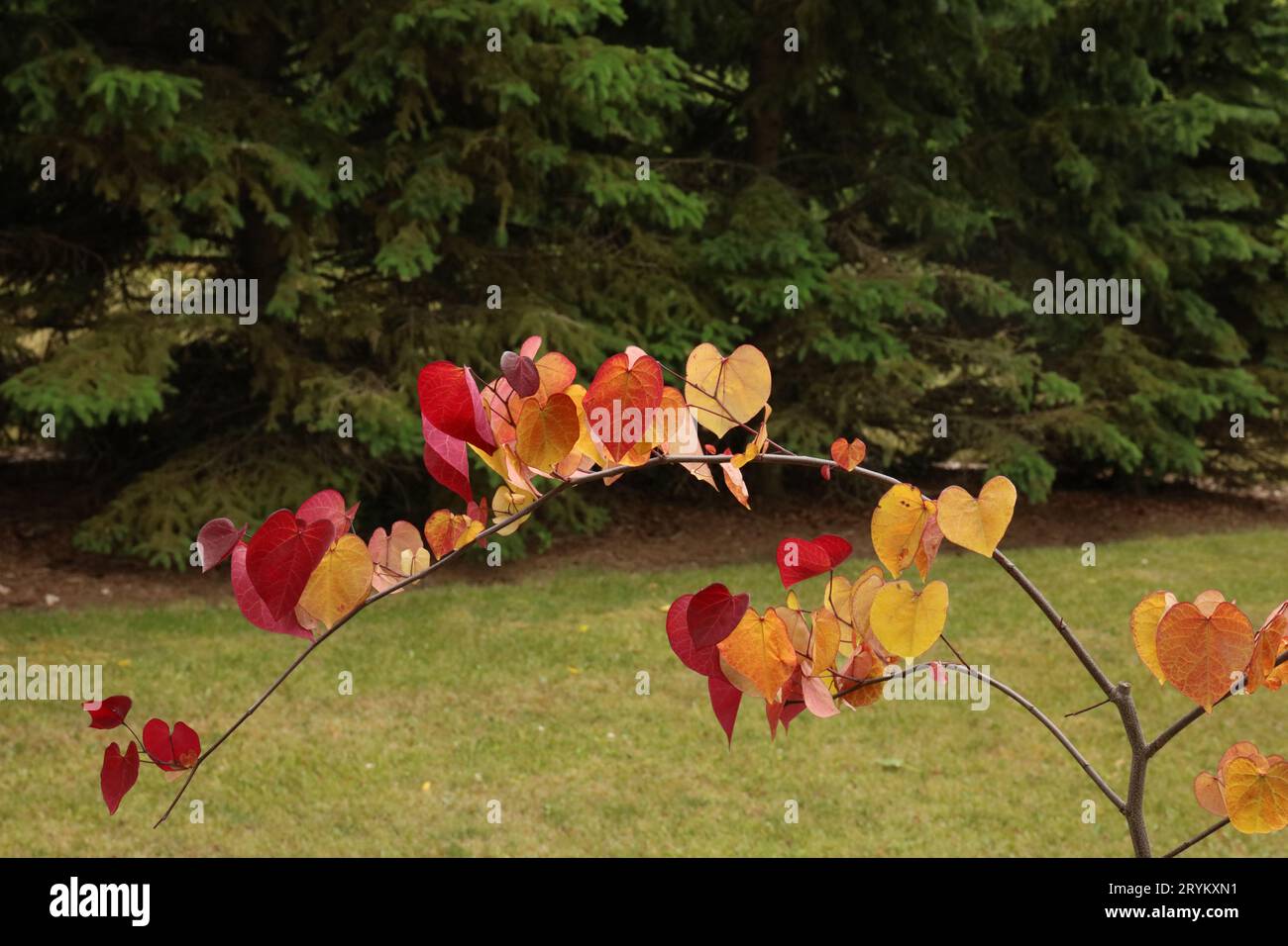 Flame thrower® redbud tree hi-res stock photography and images - Alamy