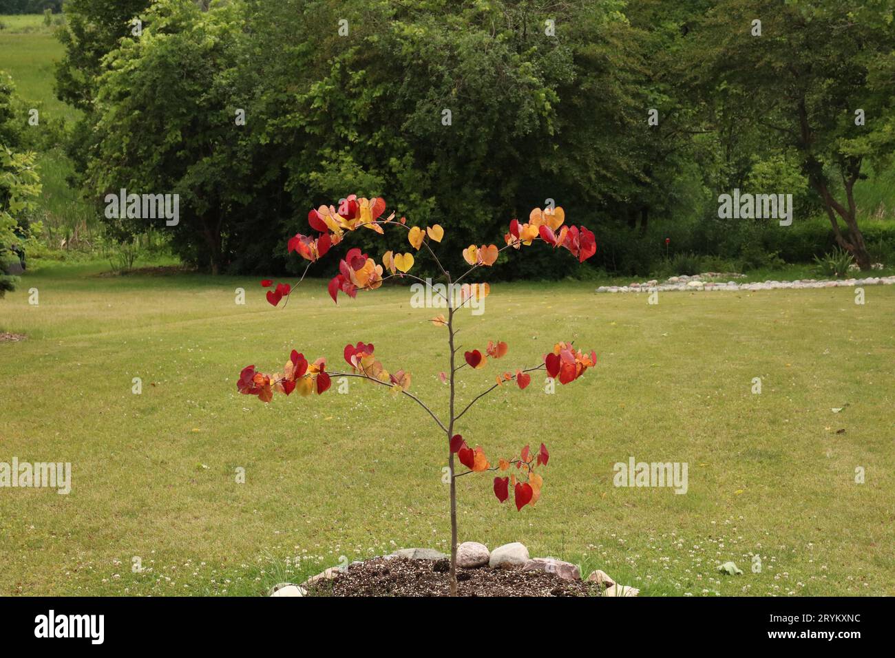 Flame thrower redbud tree hi-res stock photography and images - Alamy
