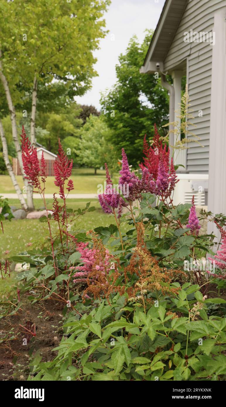 A garden along the side of a house filled with a variety of Astilbe ...