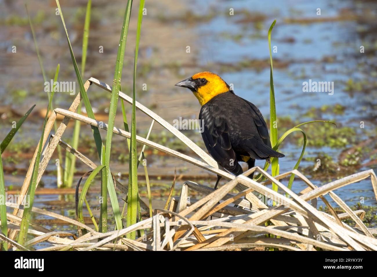 Yellow conical beak hi-res stock photography and images - Alamy