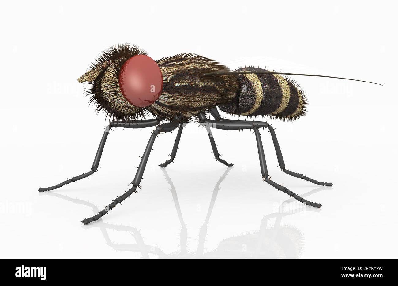 Fly insect white background hi-res stock photography and images - Alamy