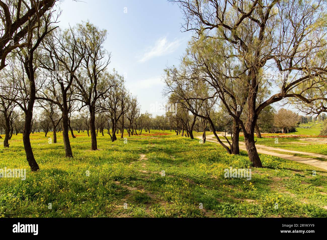 Poppies israel hi-res stock photography and images - Alamy