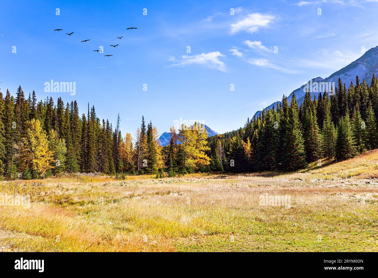 Indian birds image hi-res stock photography and images - Alamy