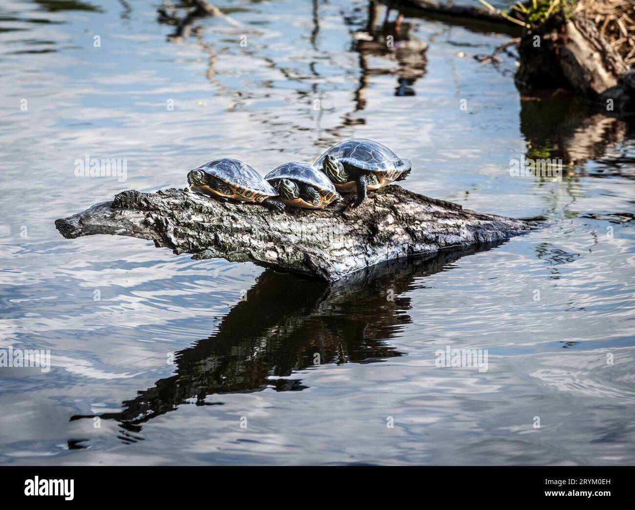 Volkspark berlin hi-res stock photography and images - Alamy