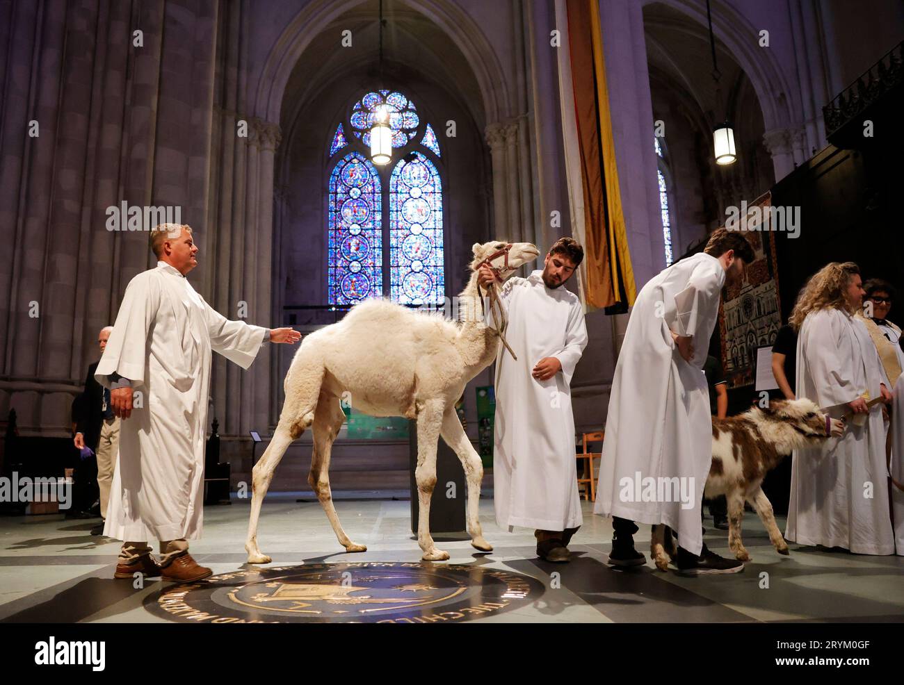 New York City, United States. 01st Oct, 2023. A camel is walked down to ...
