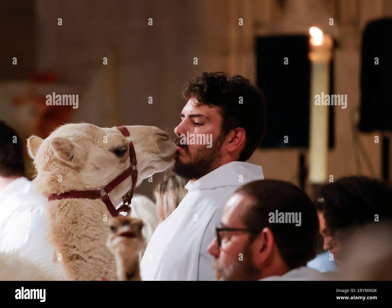 New York City, United States. 01st Oct, 2023. A camel is greeted at the ...