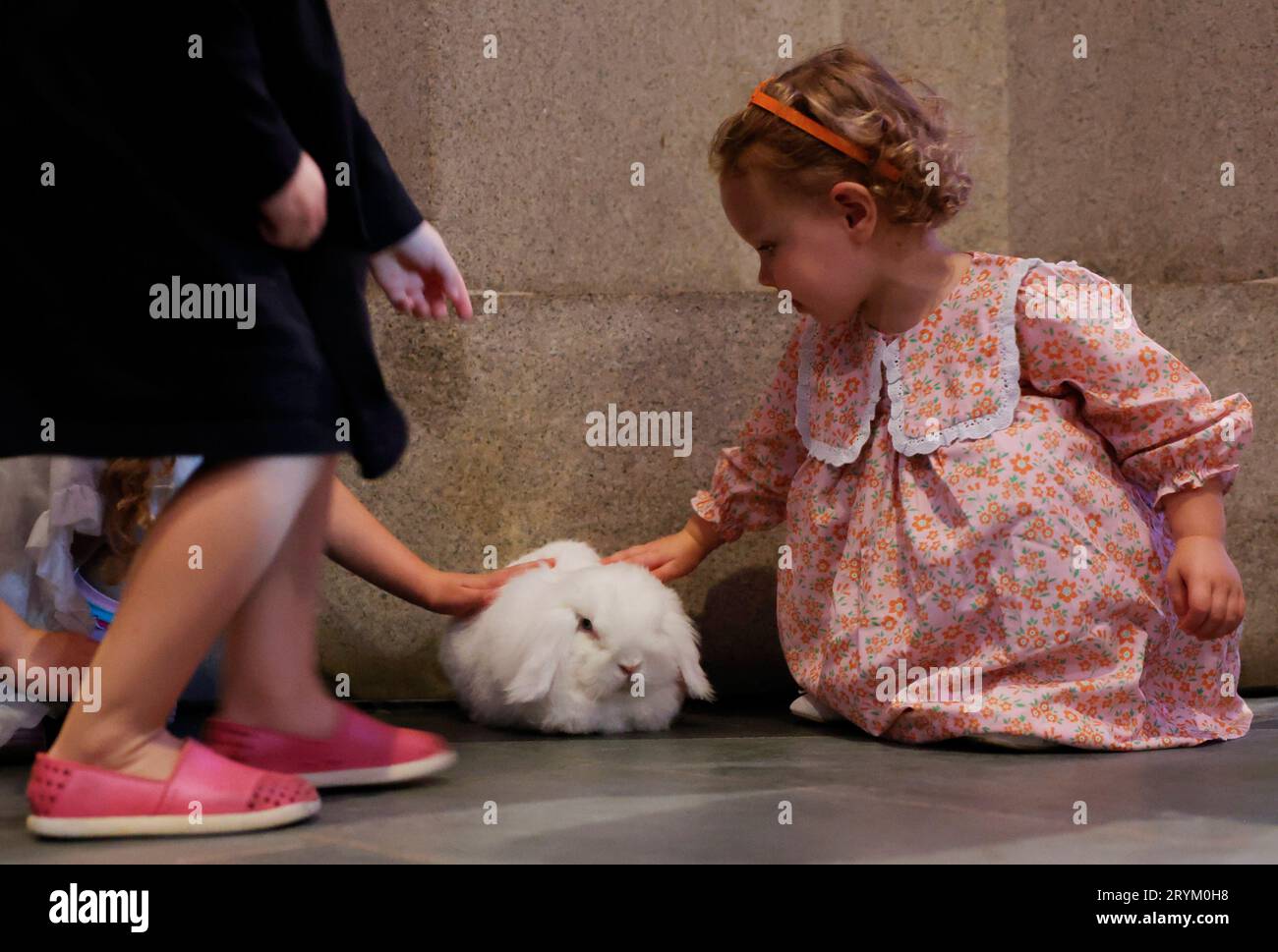 New York City, United States. 01st Oct, 2023. A rabbit receives ...