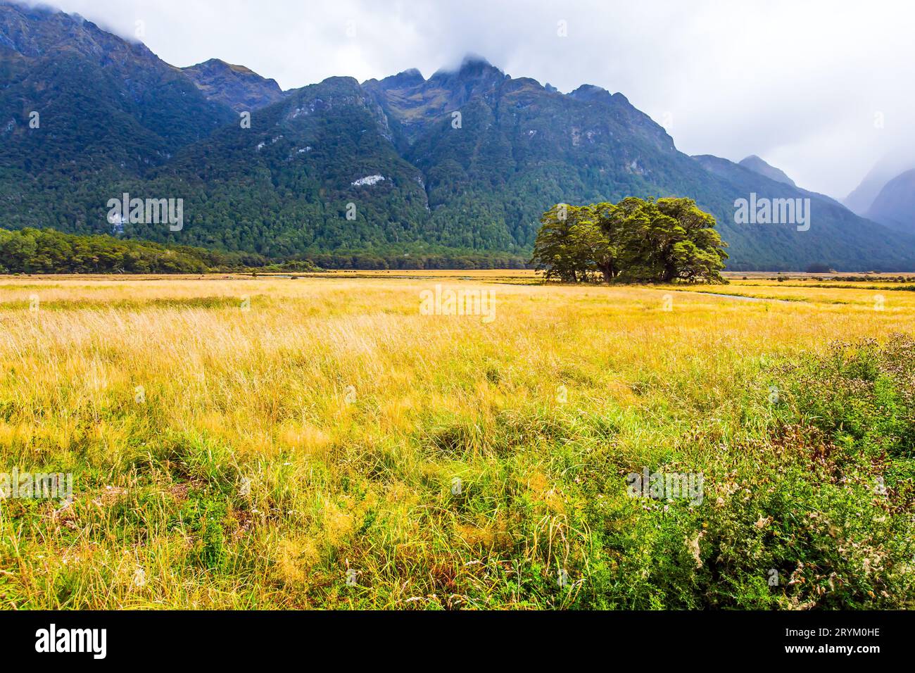 Foggy and cold summer Stock Photo - Alamy