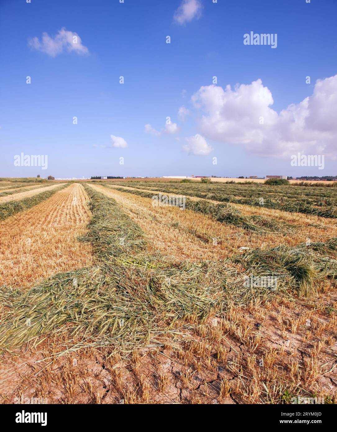 Harvest spring hi-res stock photography and images - Alamy