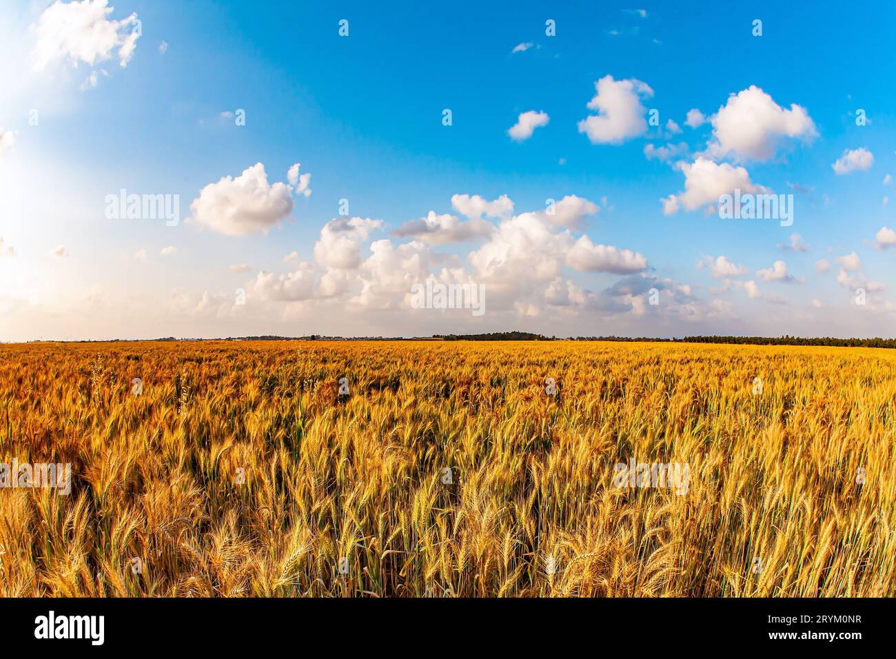 Ripe wheat hi-res stock photography and images - Alamy