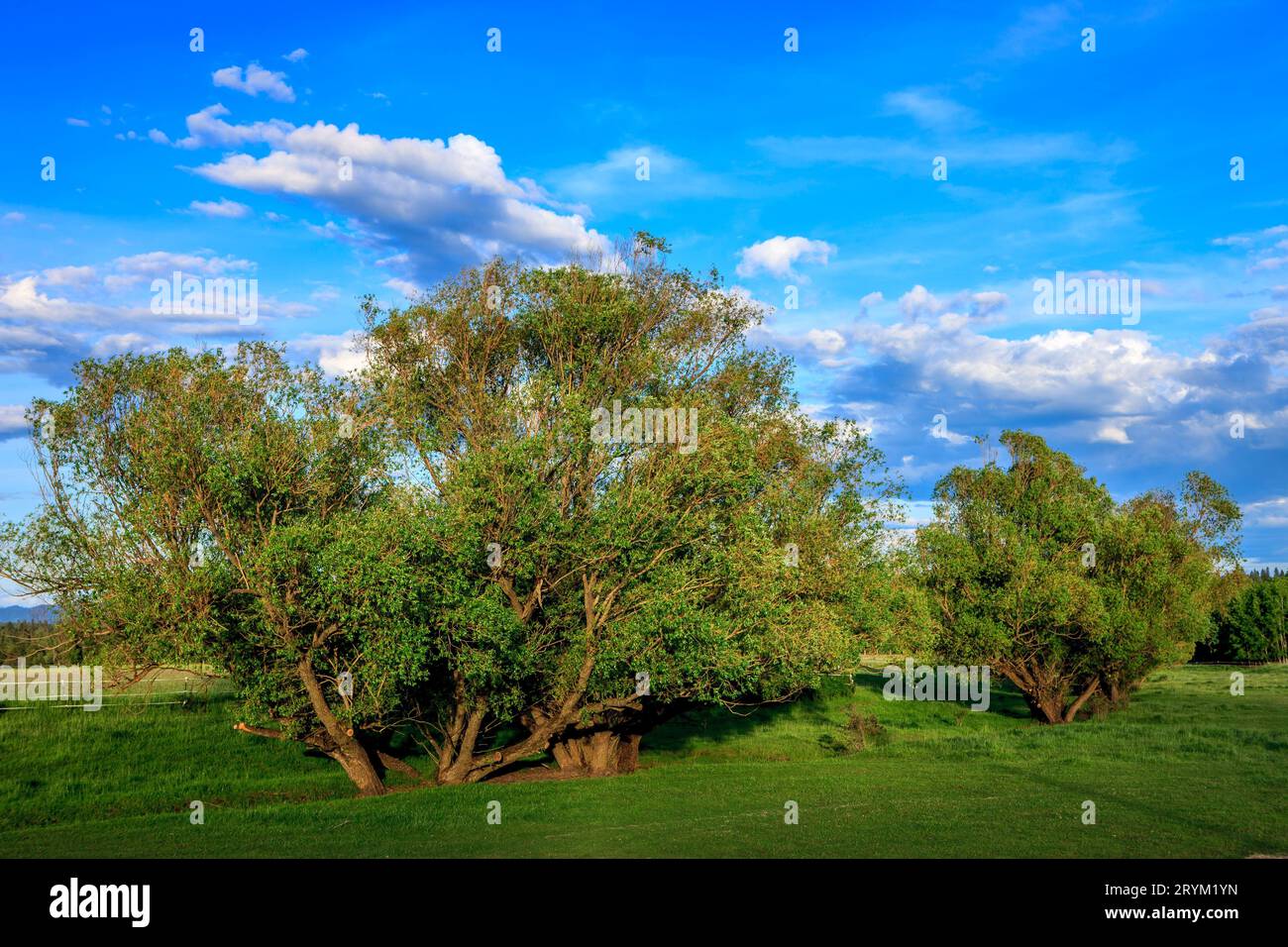 Green meadow trees clouds hi-res stock photography and images - Alamy
