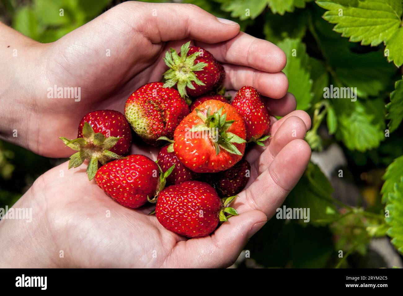 Cupped fruit hi-res stock photography and images - Alamy