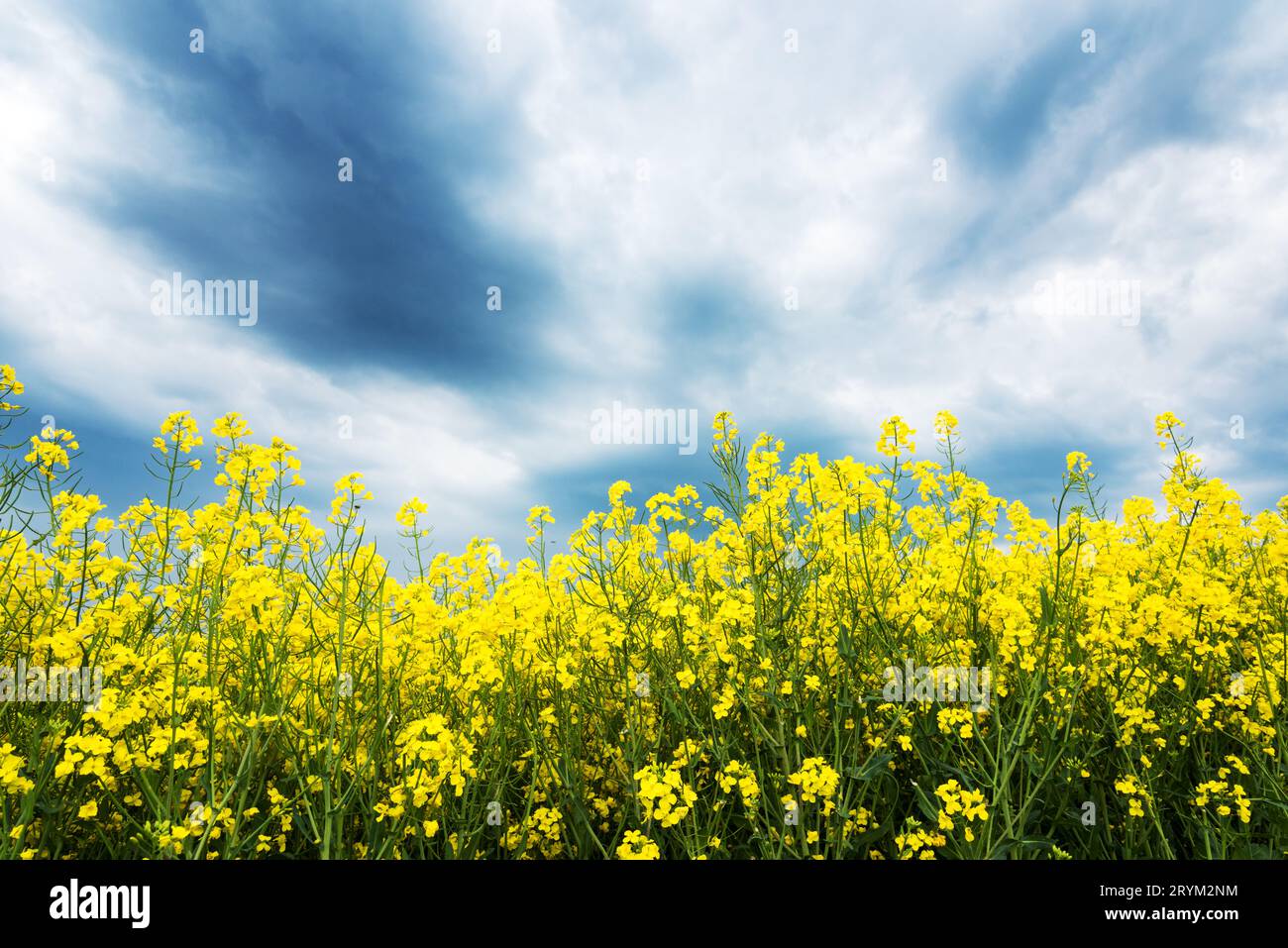 Yellow rapeseed field against blue sky background. Blooming canola ...
