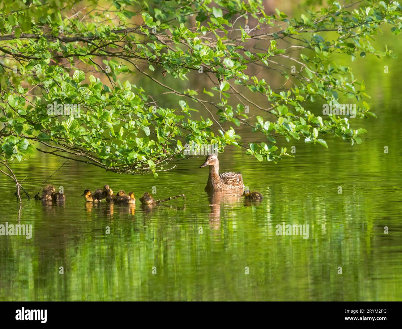 Ducks follow me, cute ducklings (duck babies) following mother Stock ...