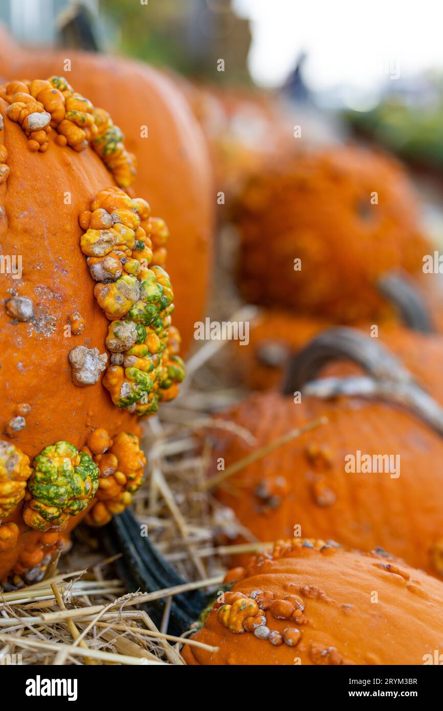 Knobby pumpkin hi-res stock photography and images - Alamy